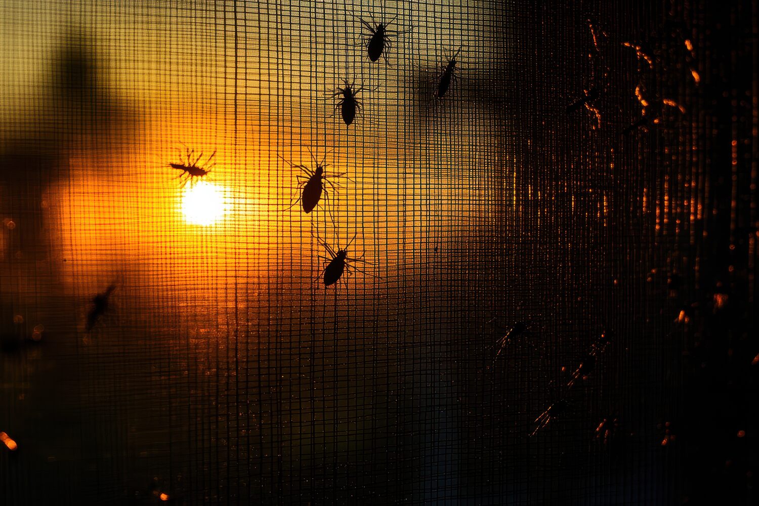 No-See-Um Screens vs Regular Screens: What’s the Difference? | Mirage ...