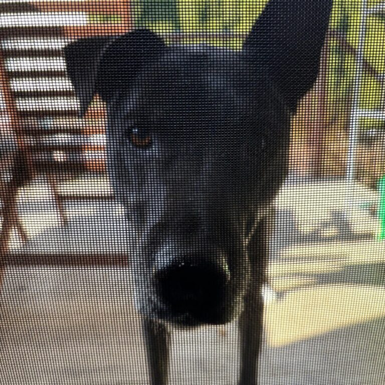 Retractable Screen Doors | Mirage Screen Systems